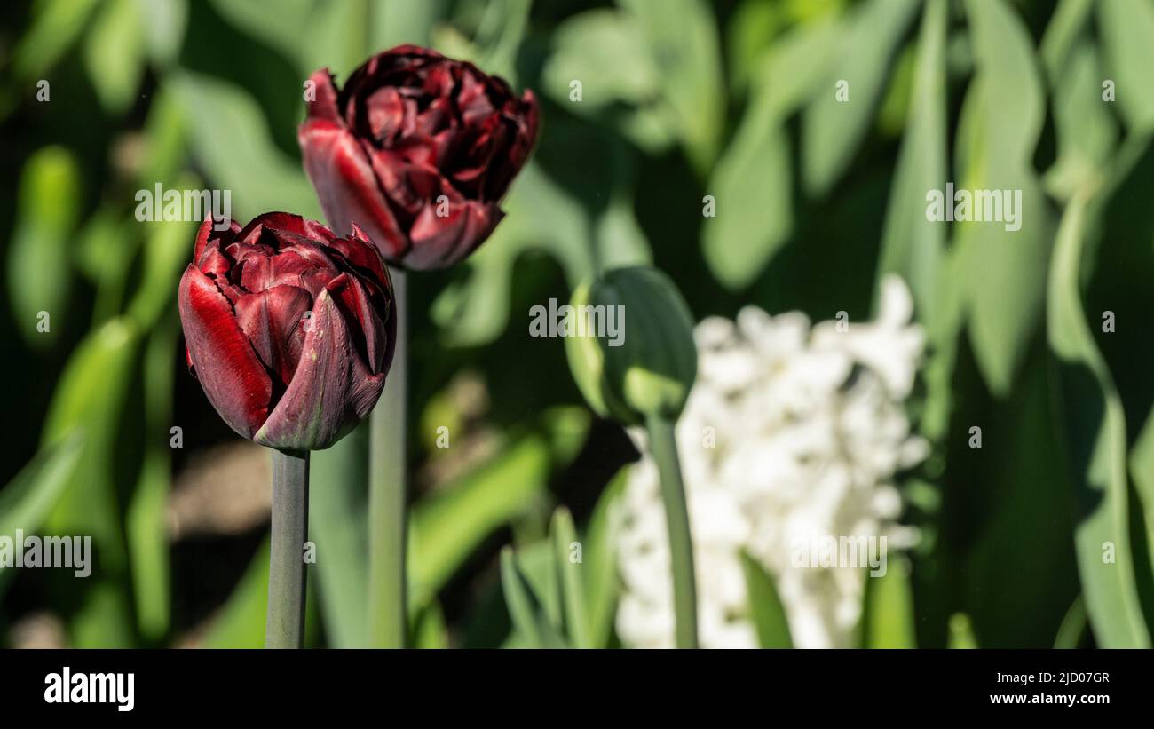 a bright tulip. spring flower. floral background for the screensaver ...