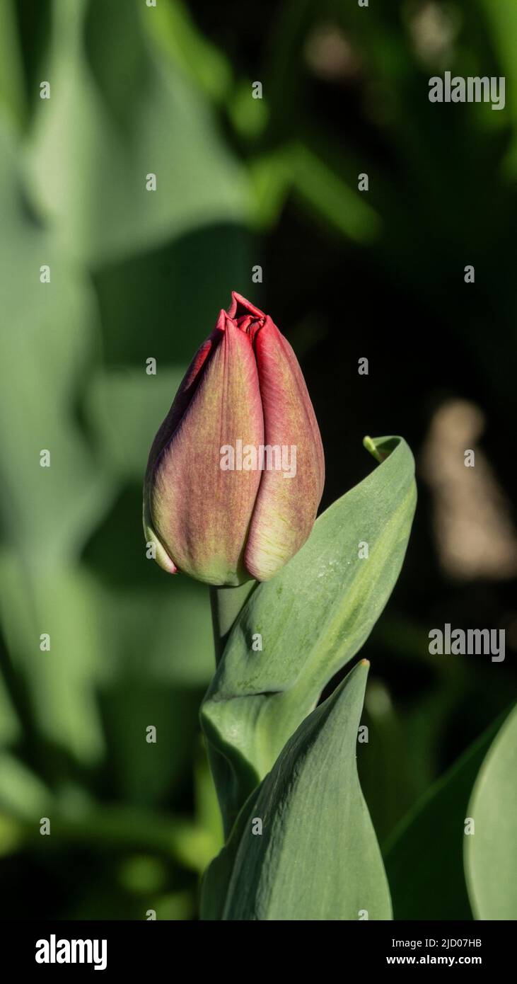 a bright tulip. spring flower. floral background for the screensaver ...