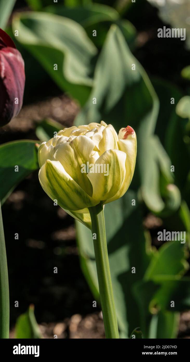 a bright tulip. spring flower. floral background for the screensaver ...