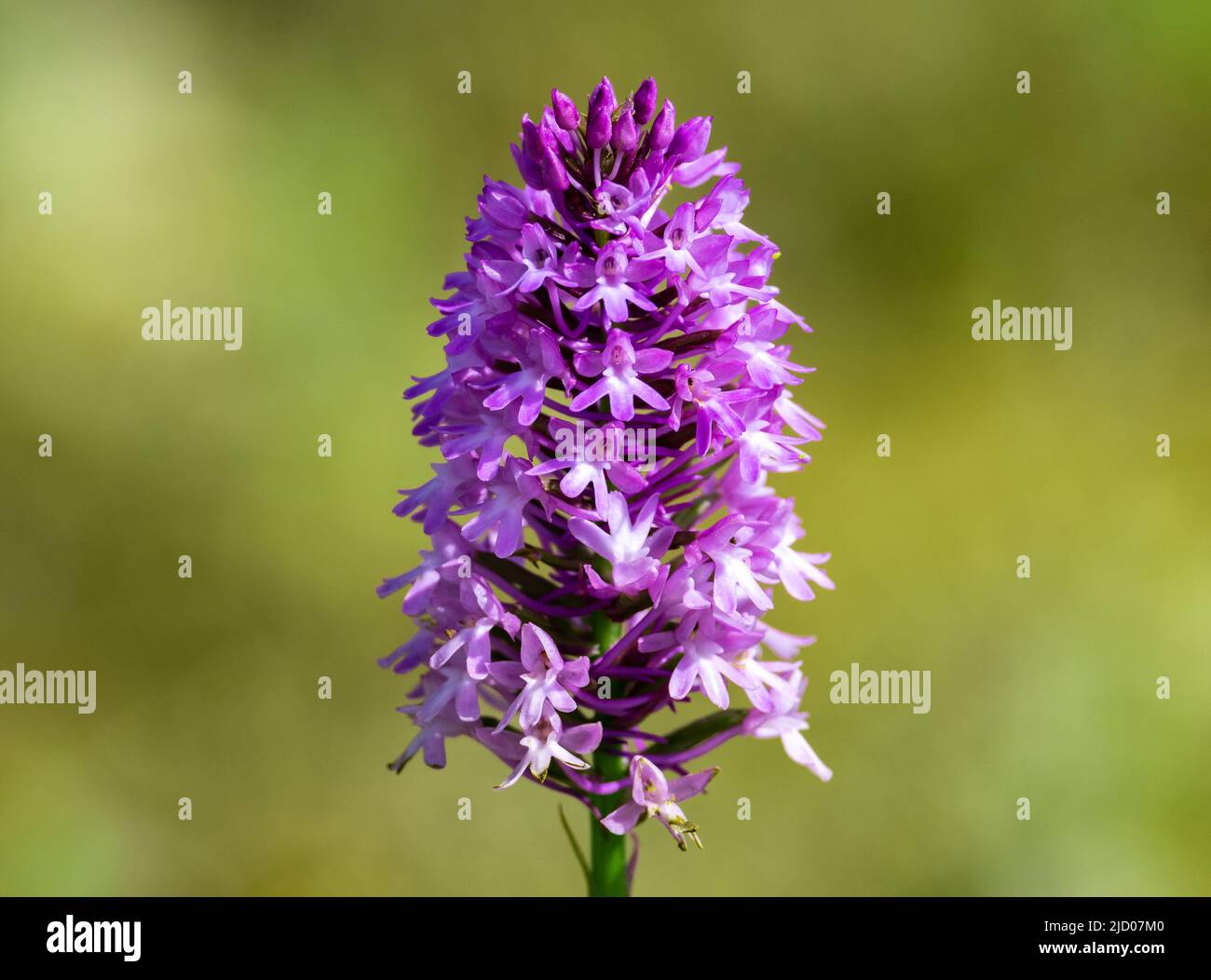Purple flowers of Pyramidal Orchid (Anacamptis pyramidalis) in the wild ...