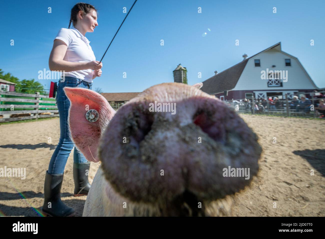 Pig nose hi-res stock photography and images - Alamy