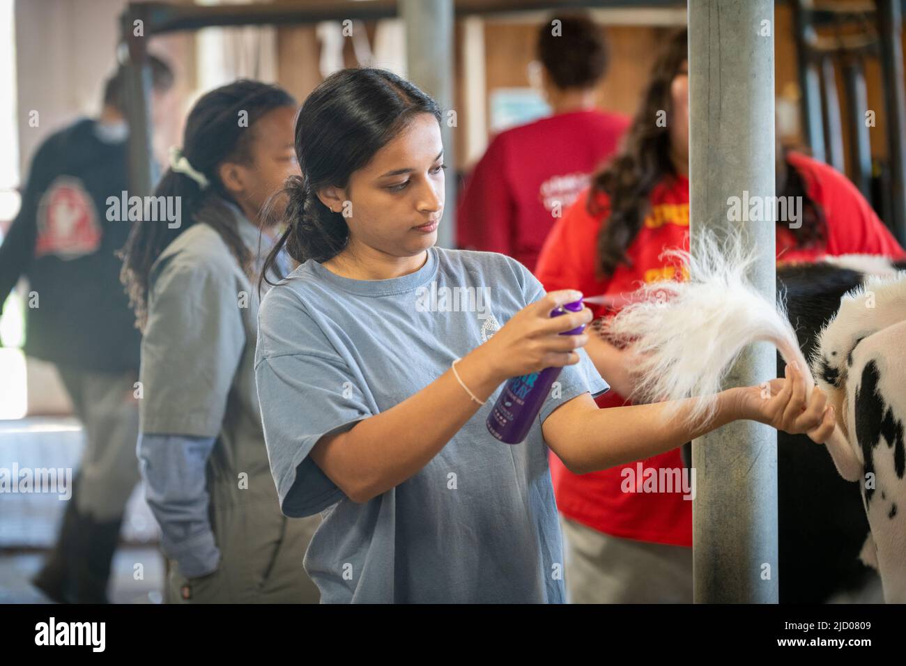 Student grooming a cow Stock Photo - Alamy