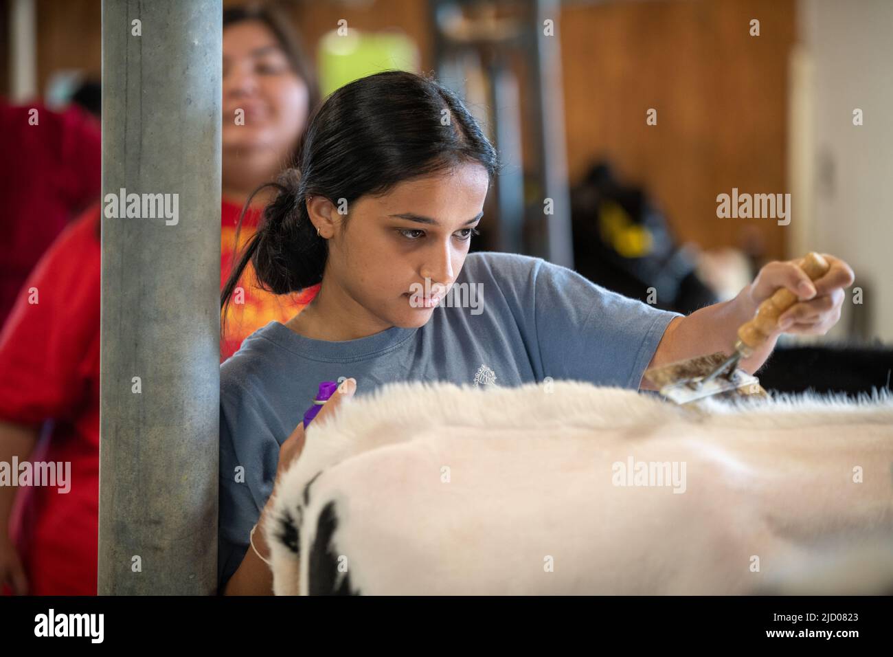 Student grooming a cow Stock Photo - Alamy