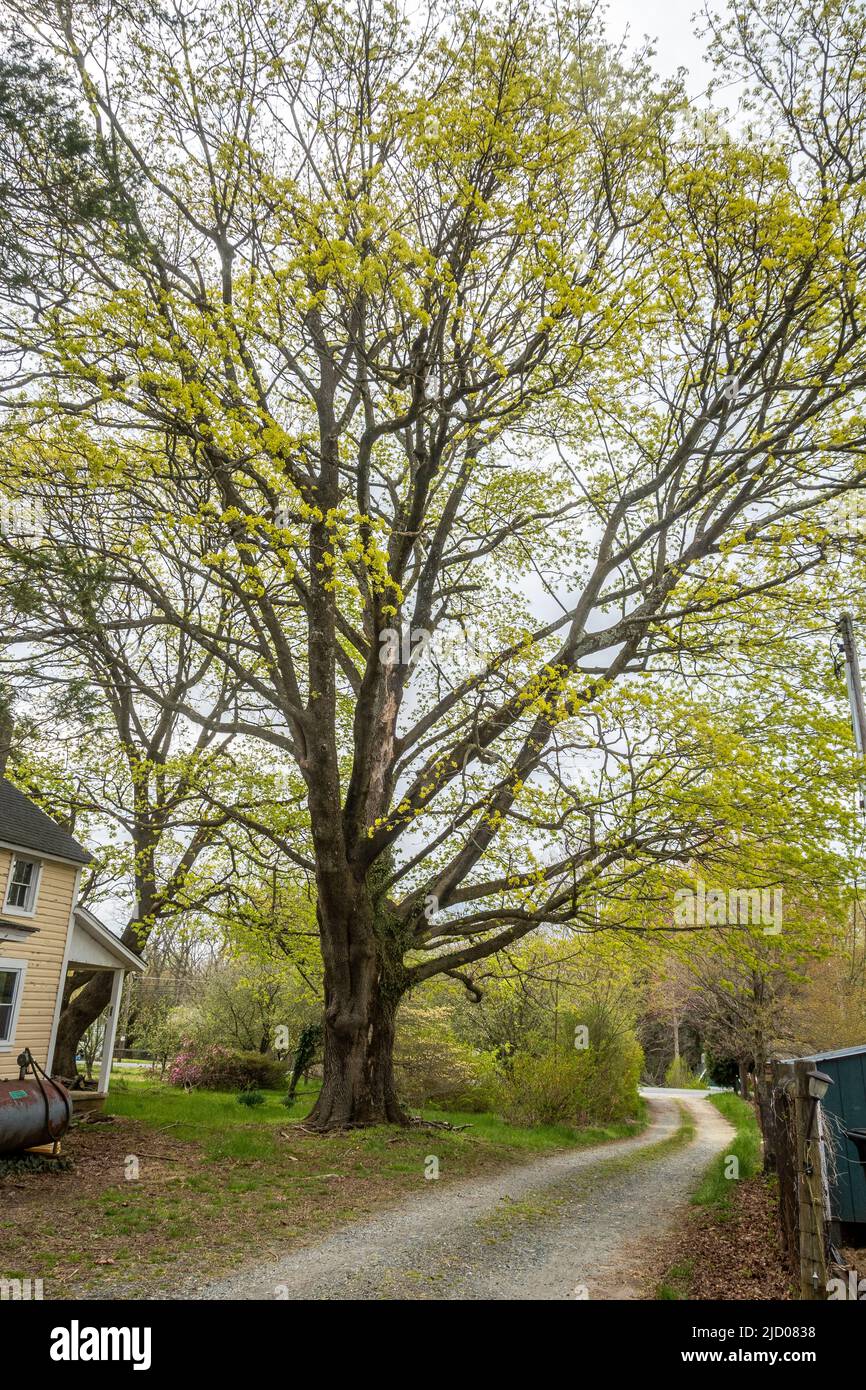 Norway Maple Tree Stock Photo - Alamy