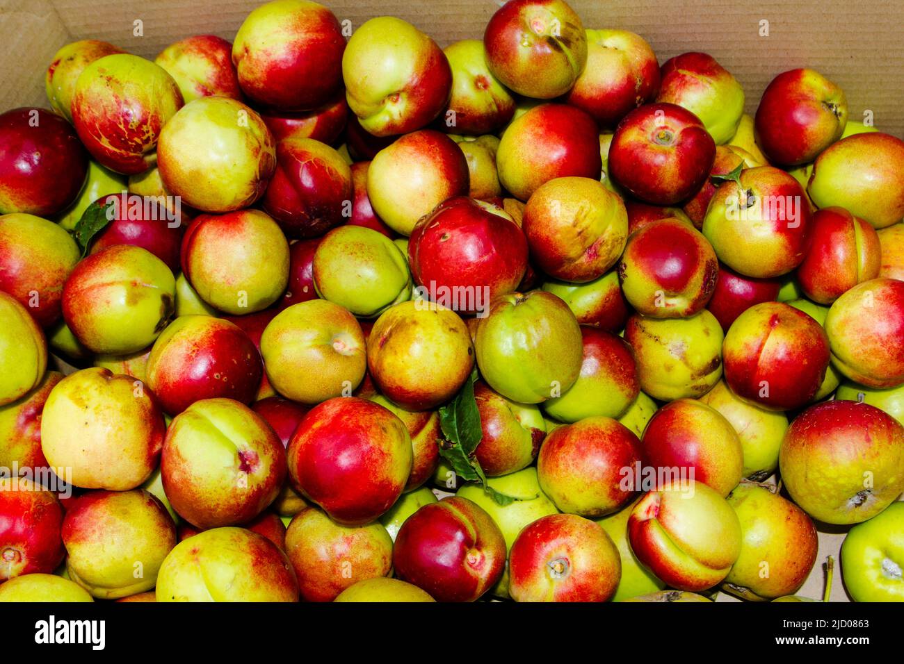Natural foraging skills hi-res stock photography and images - Alamy