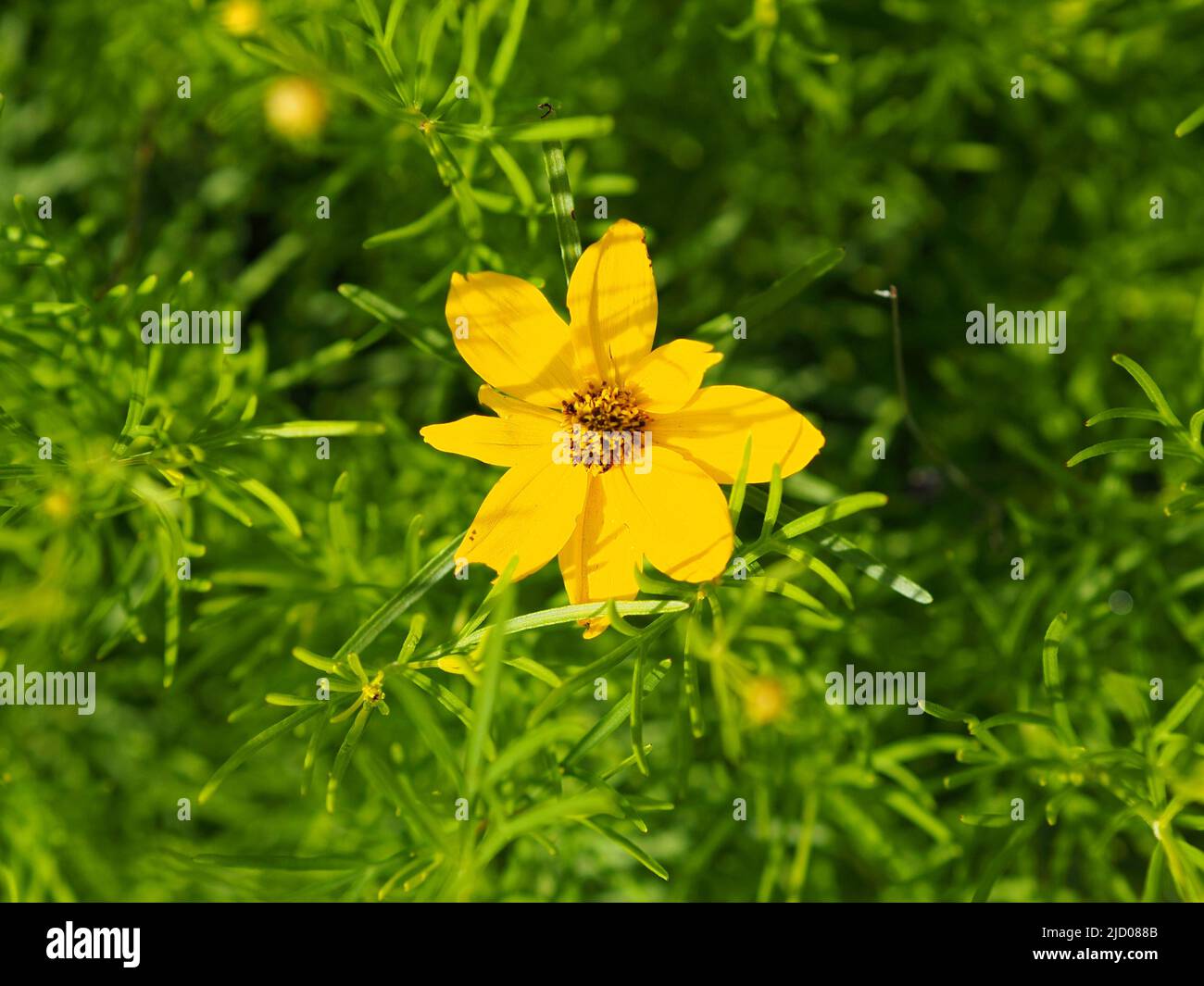 Gorgeous yellow flower of a tickseed (Coreopsis verticillata) growing ...