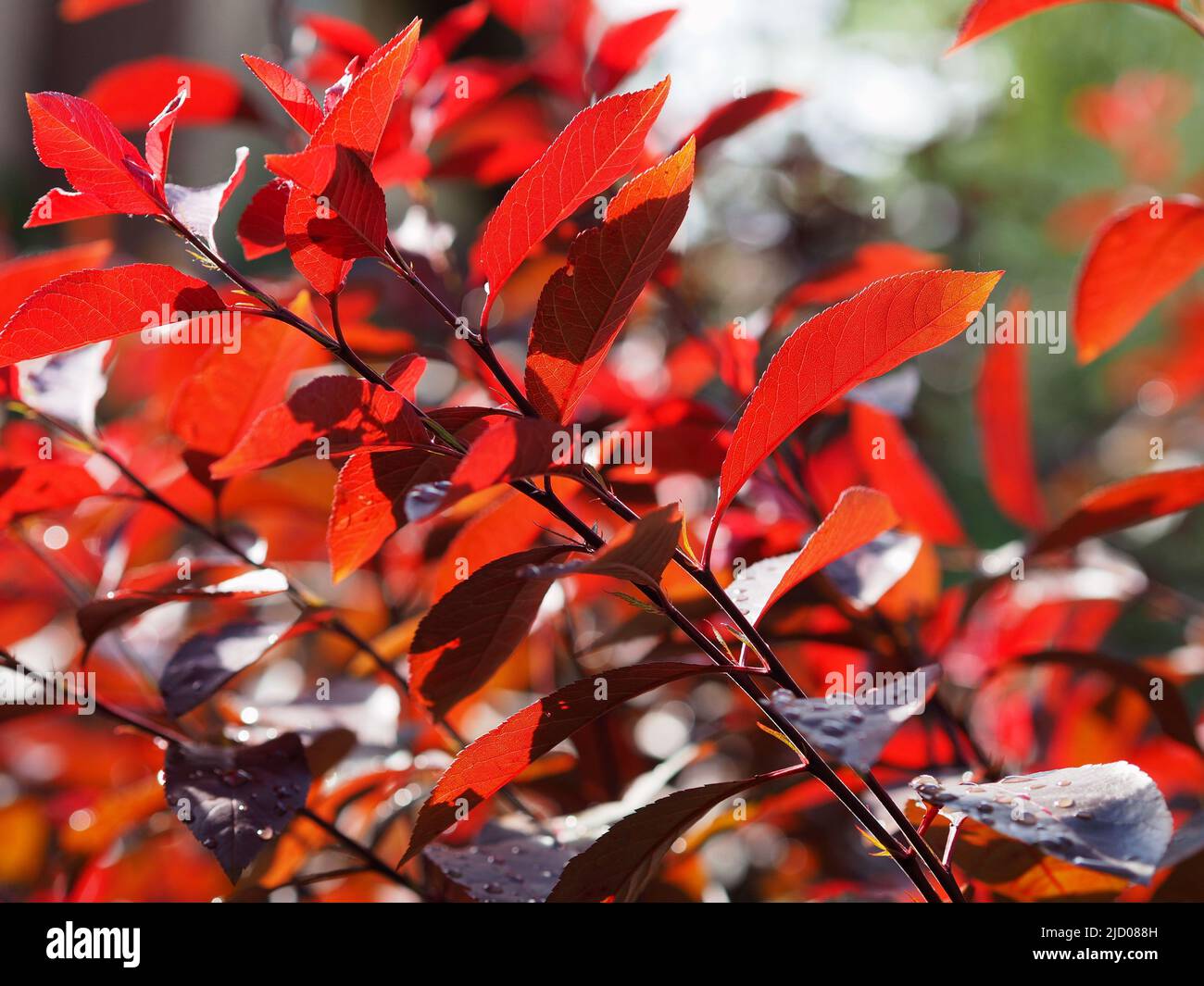 Ciruela chabacana hi-res stock photography and images - Alamy