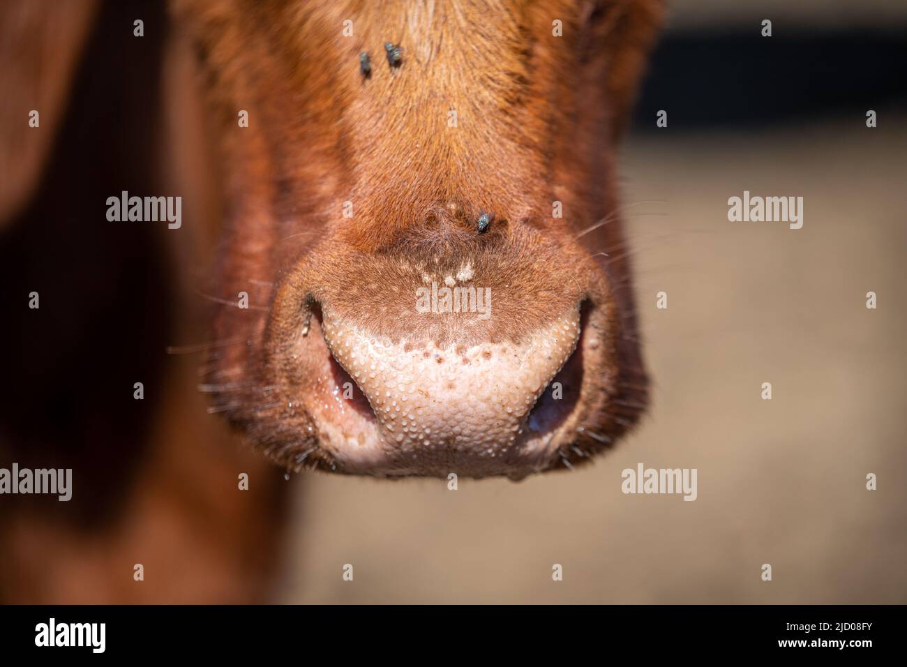 Beef cattle nose Stock Photo - Alamy