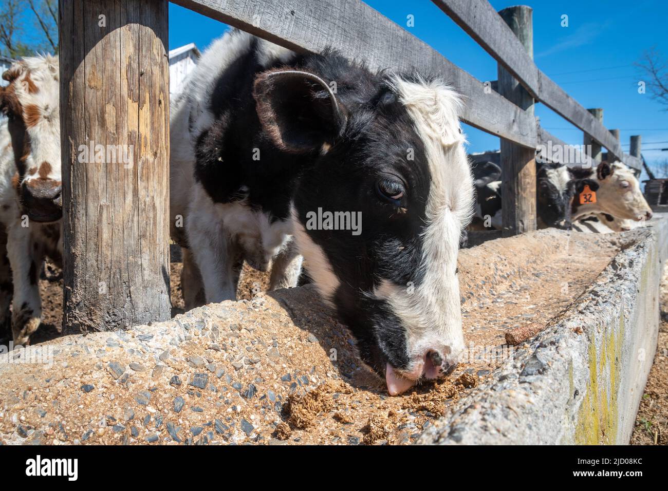 Cow on farm Stock Photo - Alamy