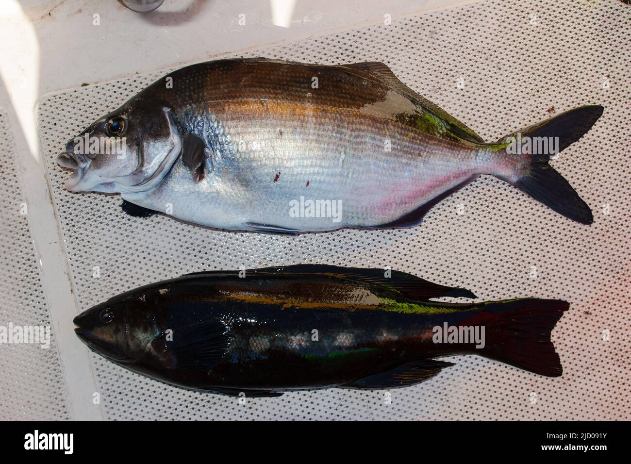 A look at life in New Zealand. Butterfish (Odax Pullus) and Tarakihi ...
