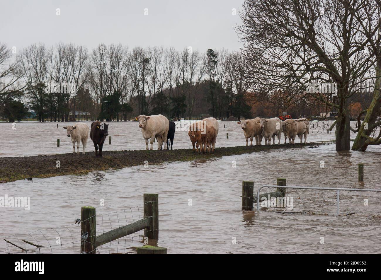 A look at life in New Zealand. Flooding. Stranded: a group of cattle ...