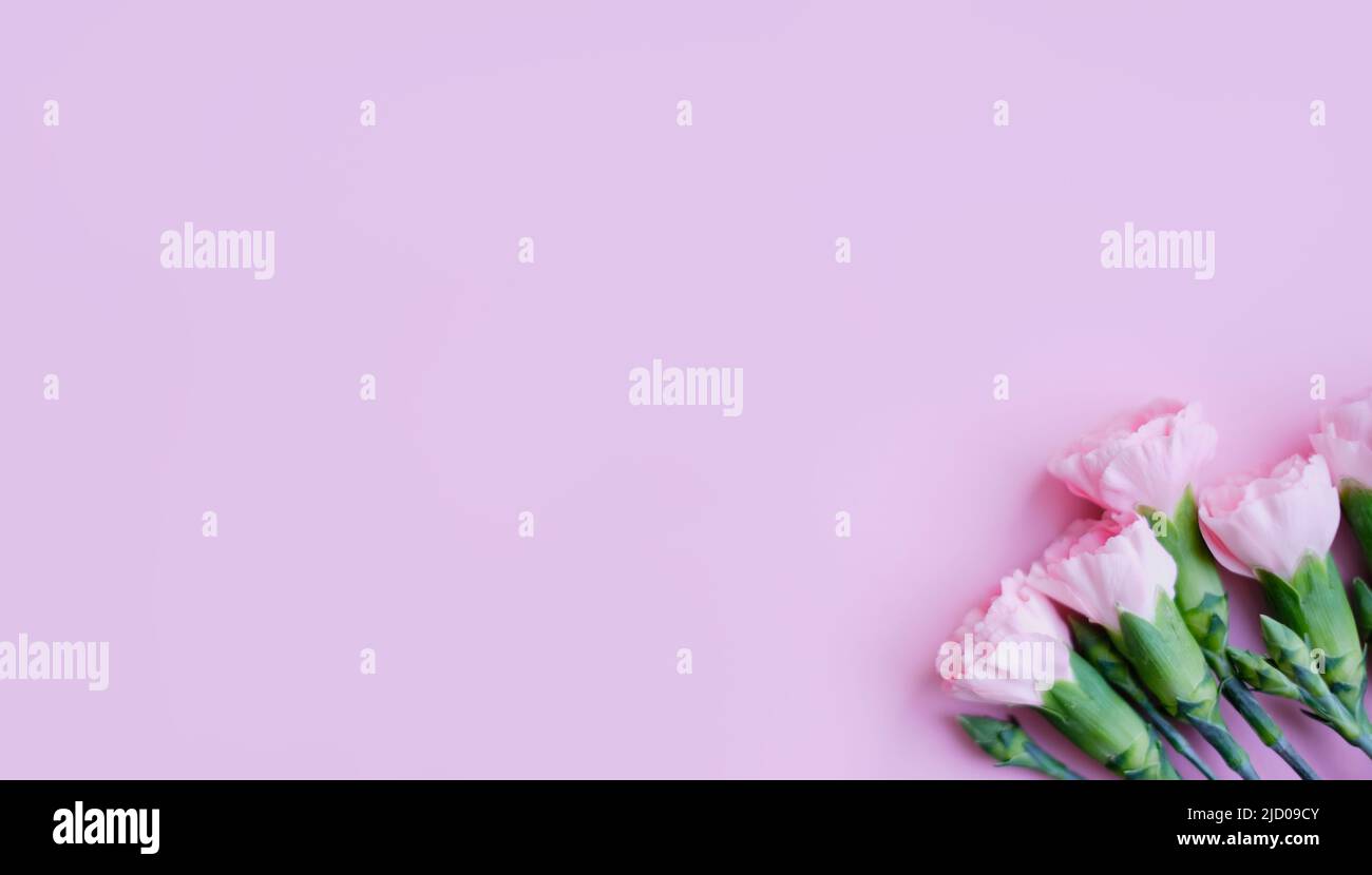 Flowers composition. Pink flowers on soft pink background. Spring ...