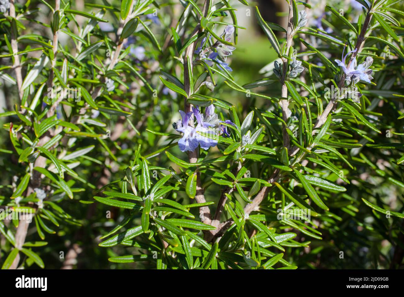 A look at life in New Zealand. Edible herbs and plants: Rosemary ...