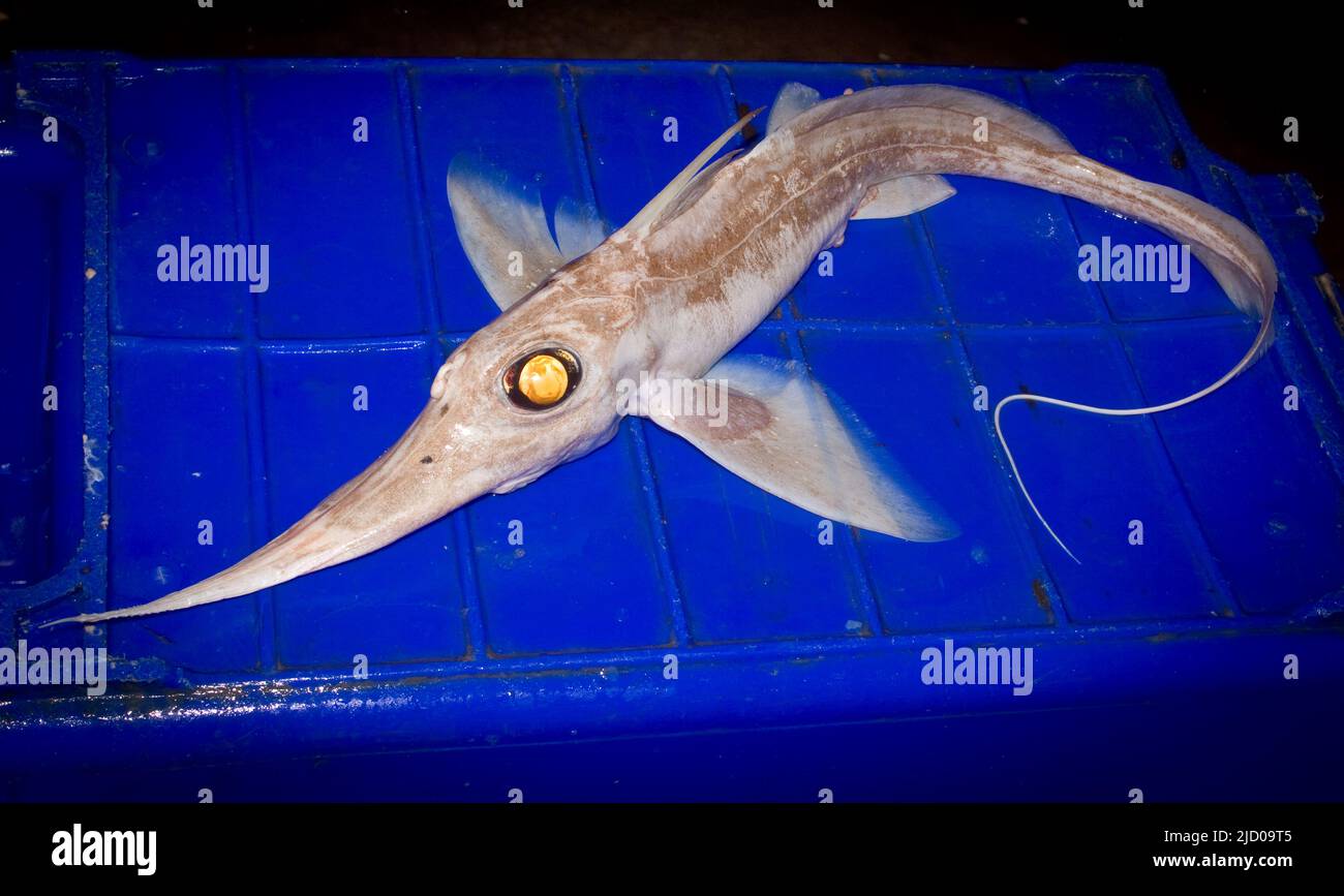 Chimaera Fish Rabbit Fish Chimaera Monstrosa