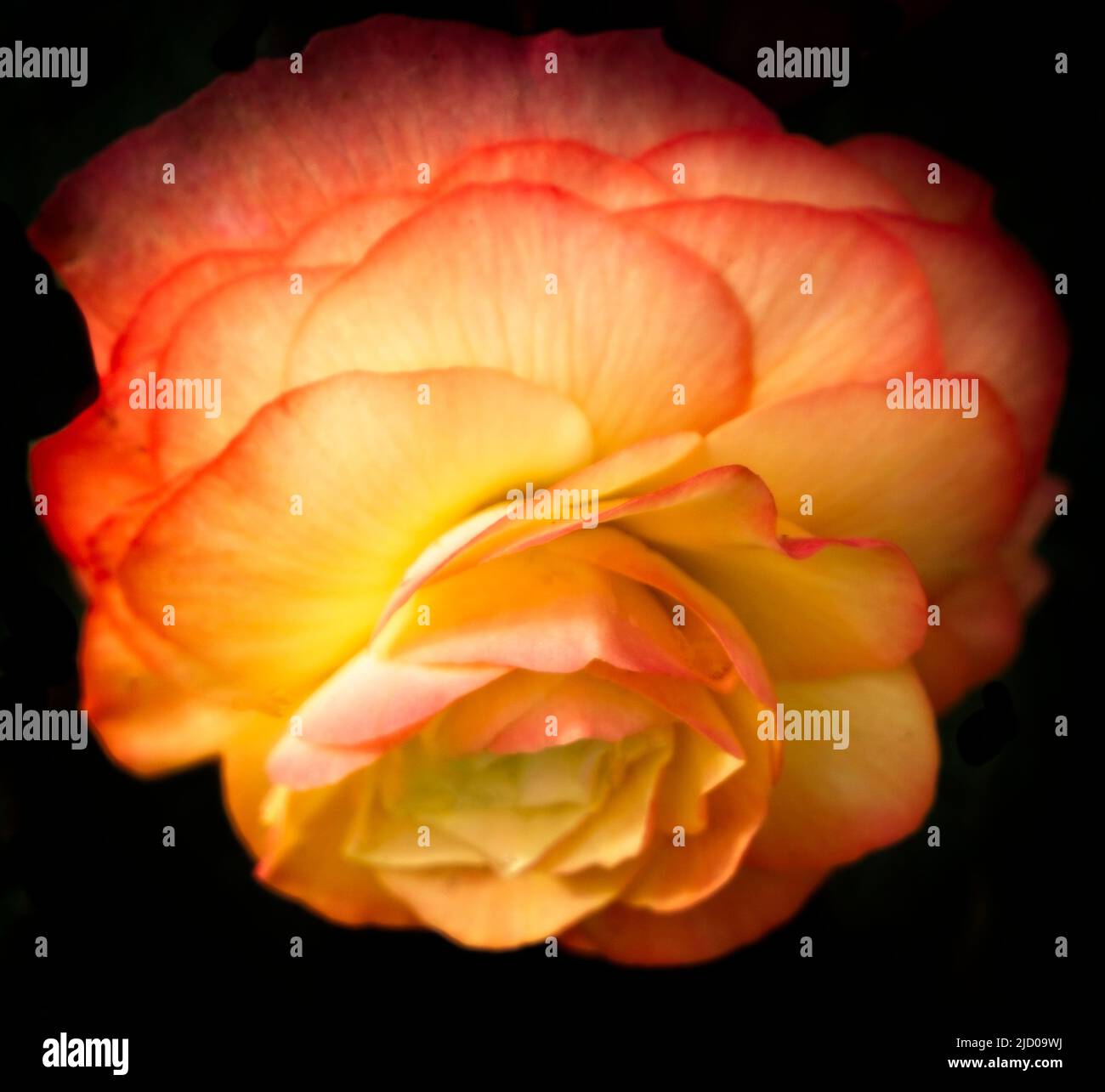 Floribunda Roses Calgary Zoo Alberta Stock Photo - Alamy