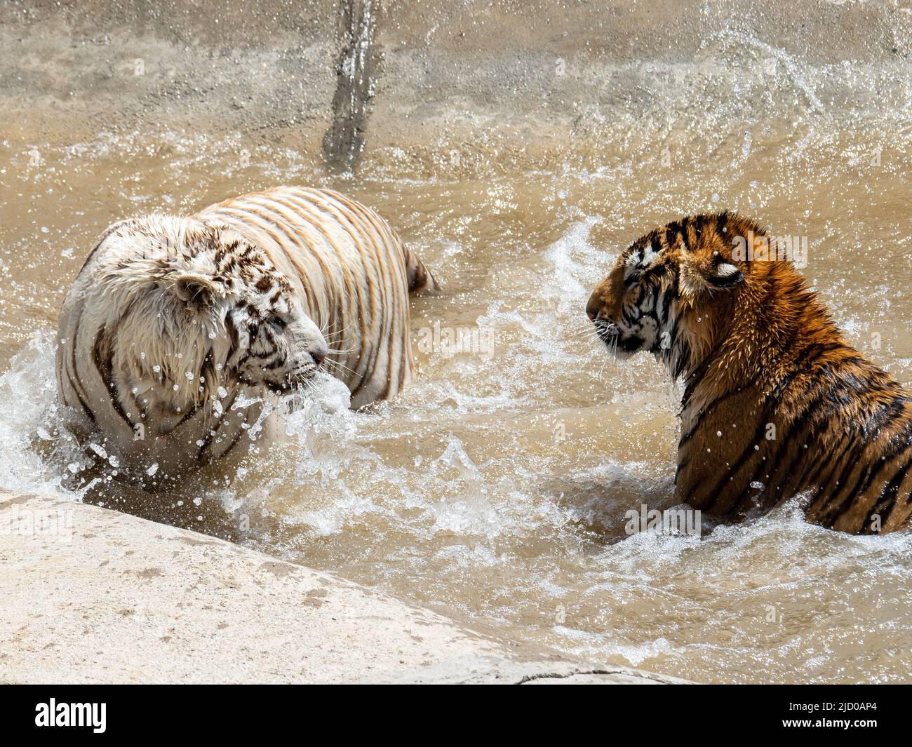 Tiger sanctuary hi-res stock photography and images - Alamy