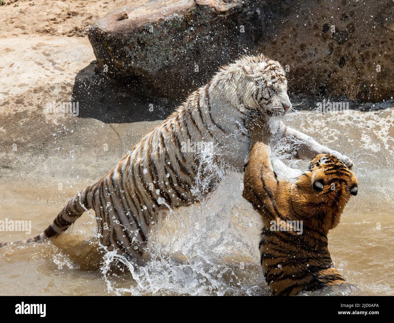 A gorgeous White variant of a Bengal tiger and a traditionally colored ...