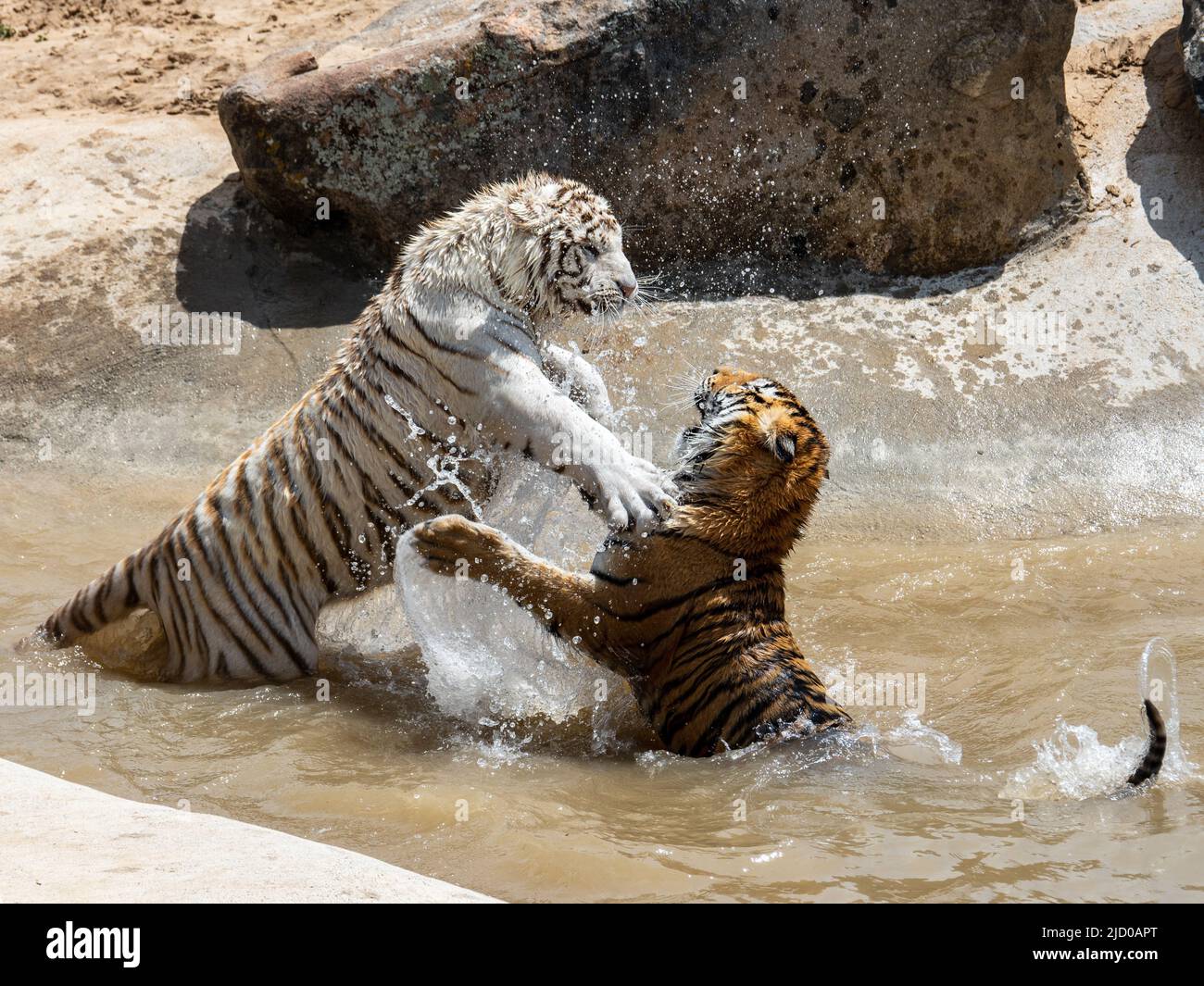 A gorgeous White variant of a Bengal tiger and a traditionally colored ...