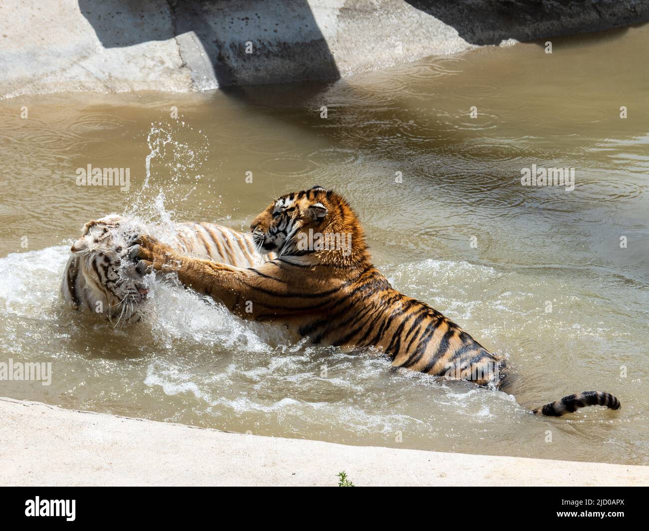 A gorgeous White variant of a Bengal tiger and a traditionally colored ...
