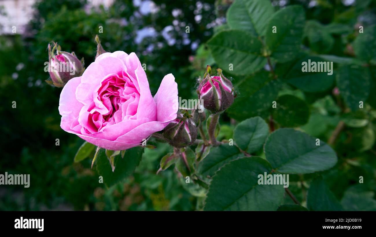 Spray rose hi-res stock photography and images - Alamy