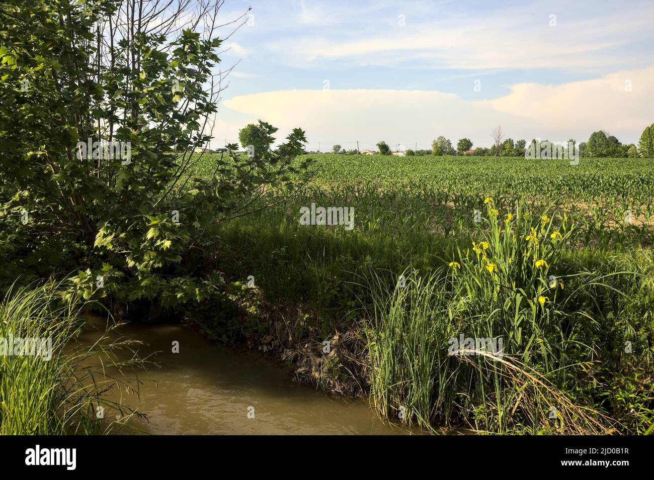 Corn field in the italian countryside seen behind a stream of water ...
