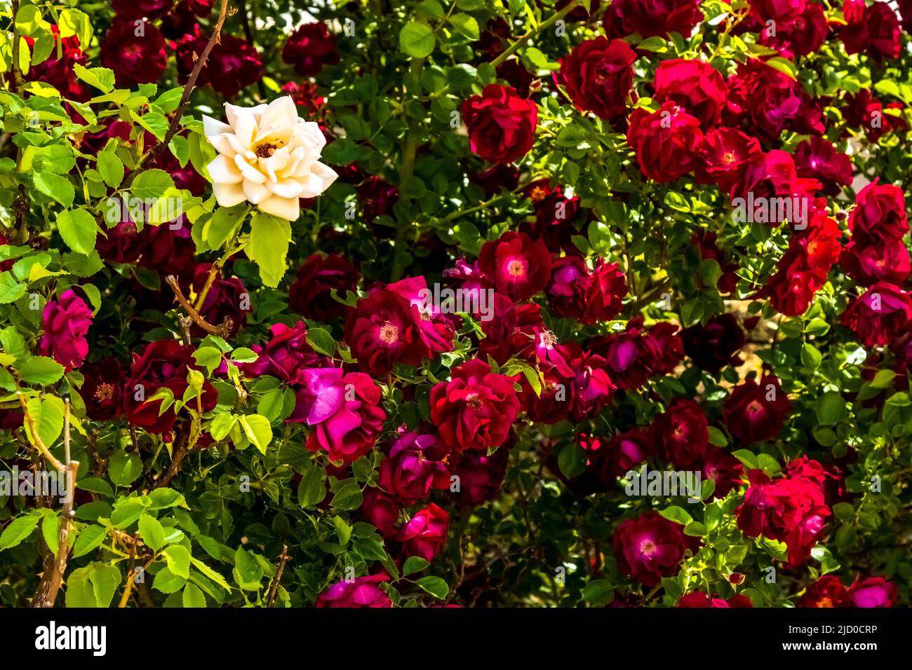One white rose in a sea of red roses Stock Photo - Alamy