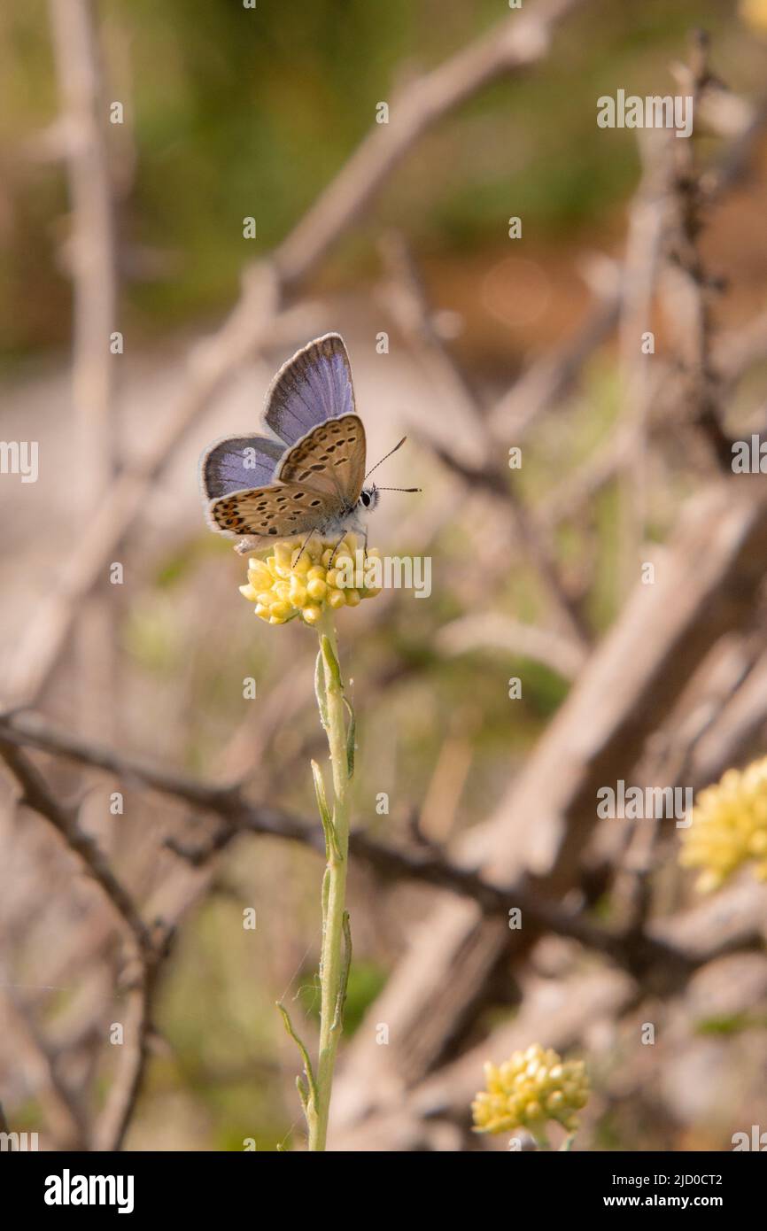 Male Plebejus villai butterfly sitting on helichrysum italicum blossom ...