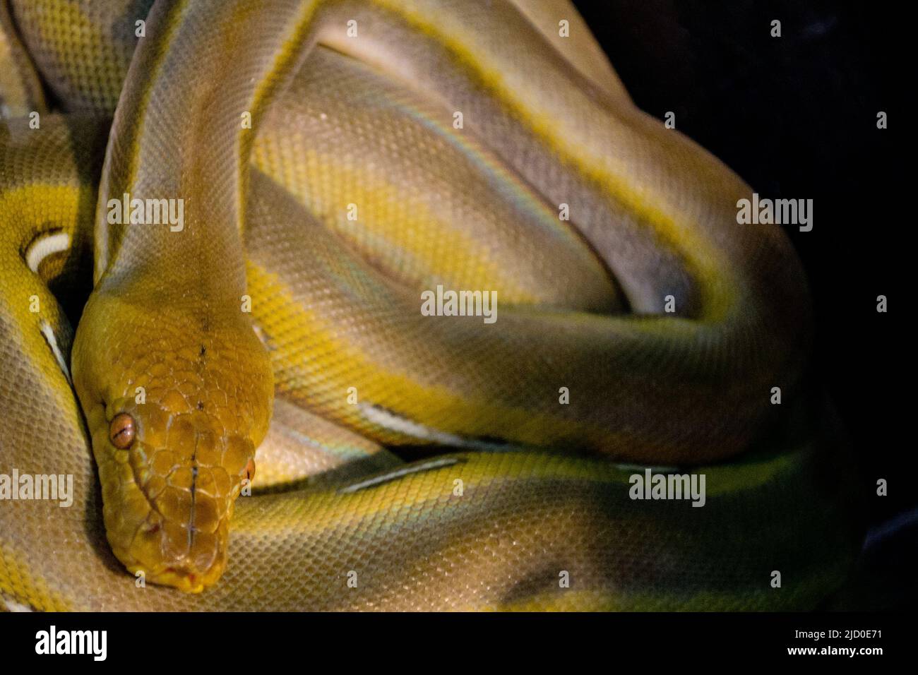 Albino snake hi-res stock photography and images - Alamy