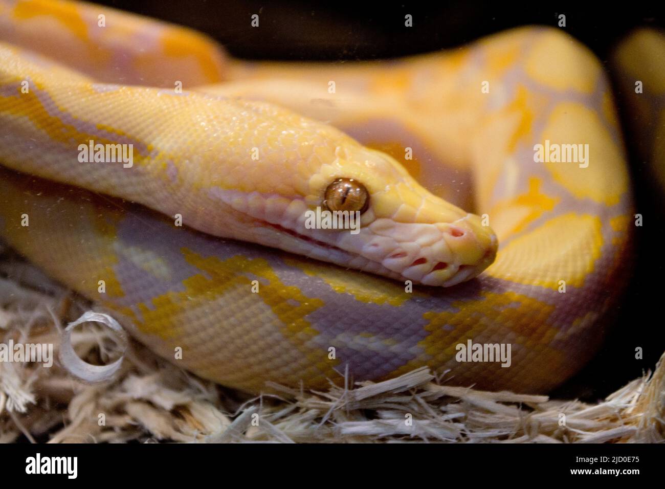 A close up photo of an albino Python snake taken during a reptile show ...