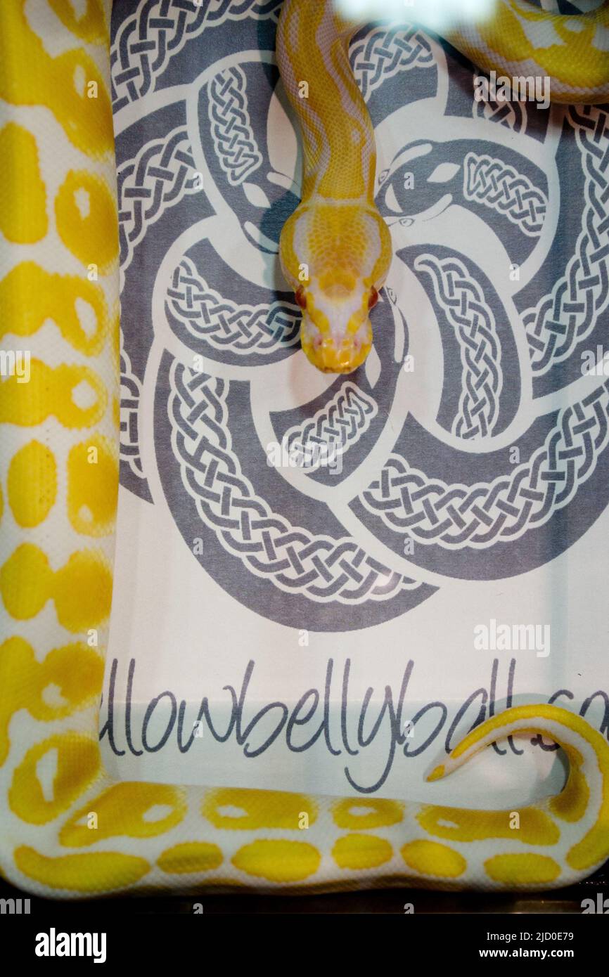 Albino snake hi-res stock photography and images - Alamy