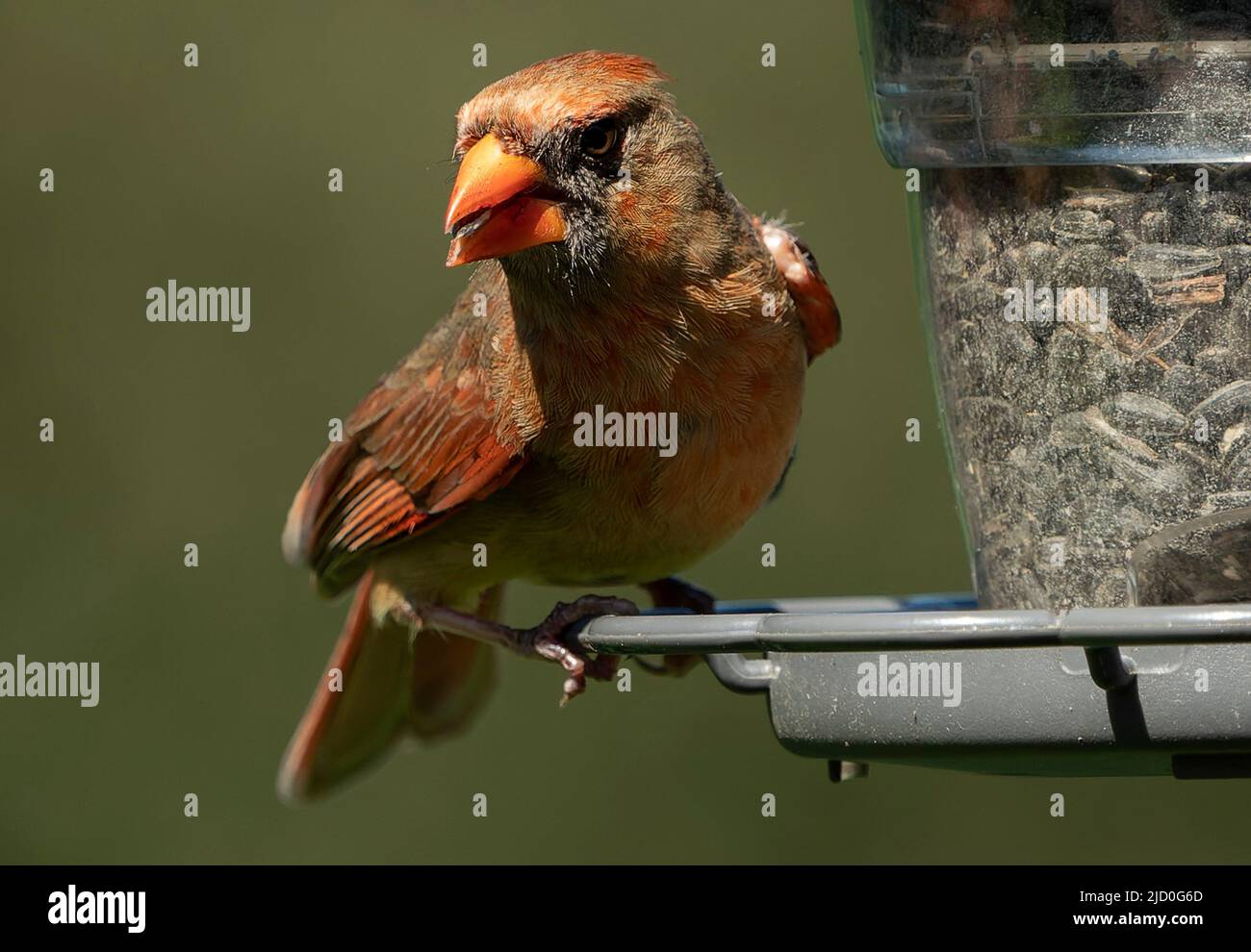 Molting northern cardinal hi-res stock photography and images - Alamy