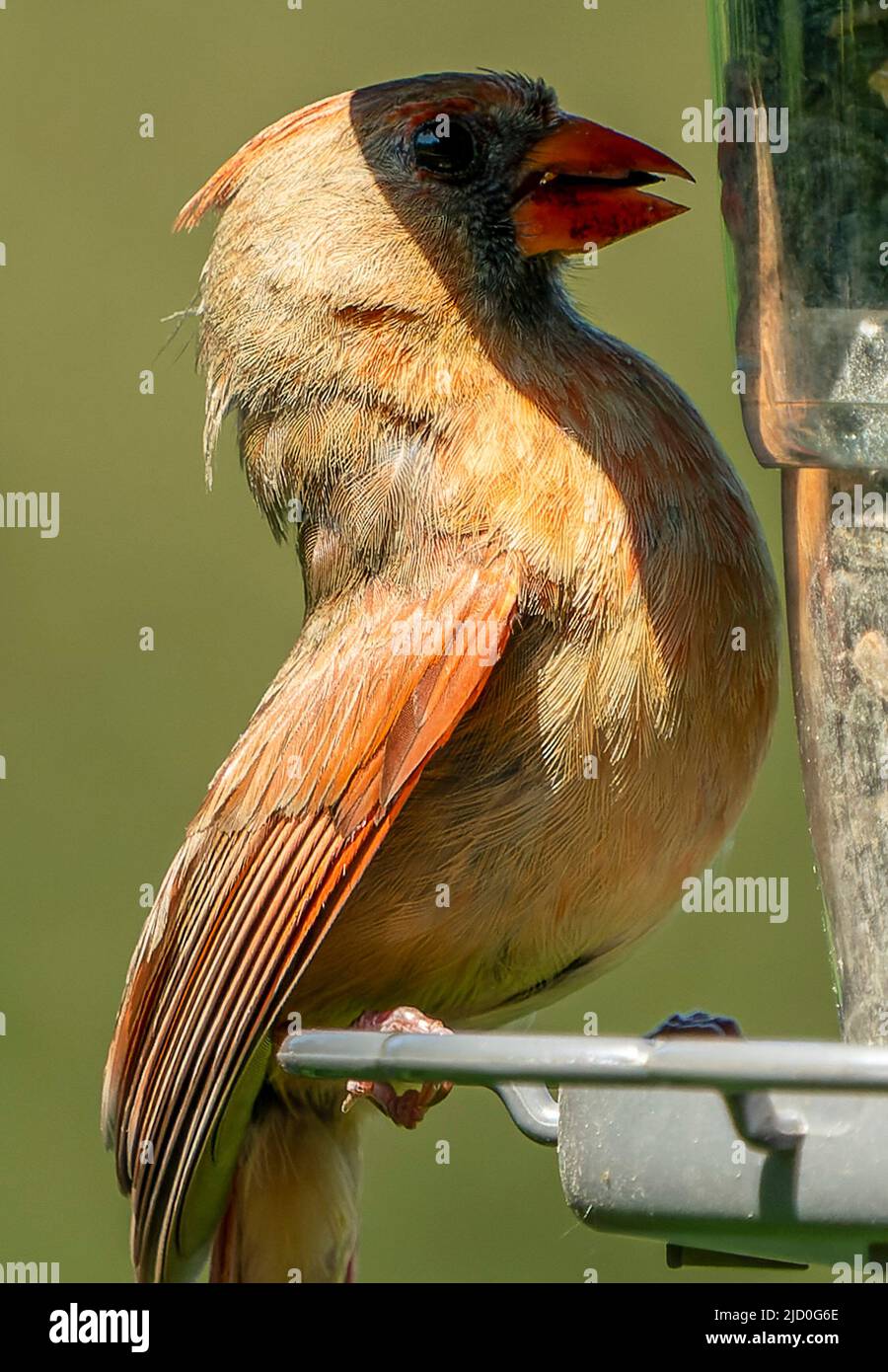Molting Northern Cardinal on the bird feeder Stock Photo - Alamy