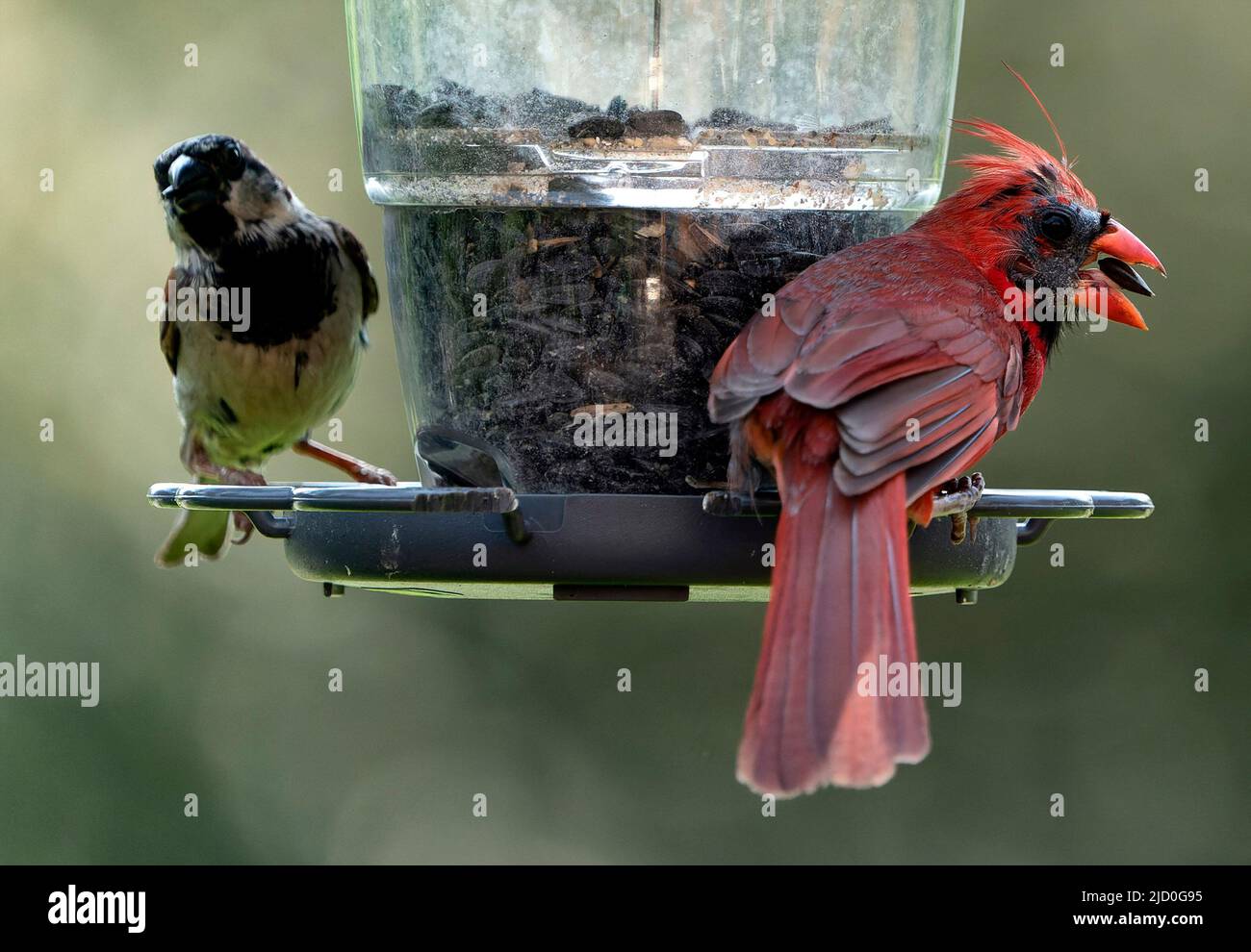 Molting Northern Cardinal on the bird feeder Stock Photo - Alamy