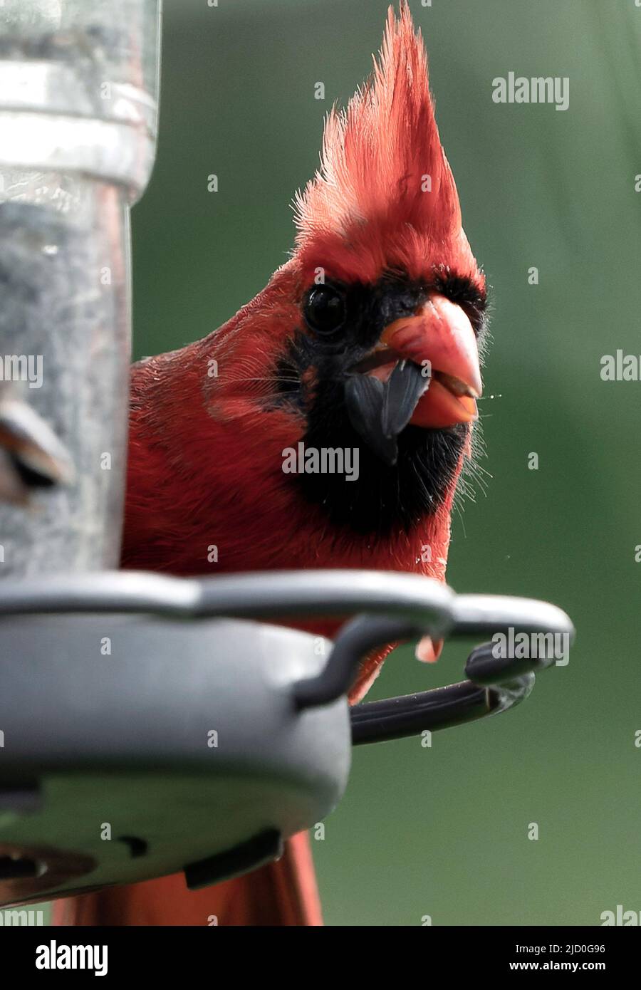Molting Northern Cardinal on the bird feeder Stock Photo - Alamy