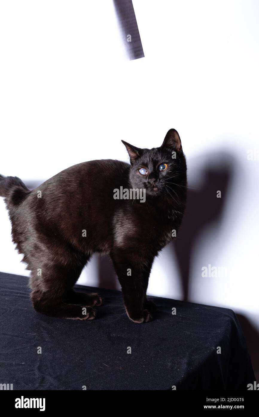 Long hair black cat no people hi-res stock photography and images - Alamy