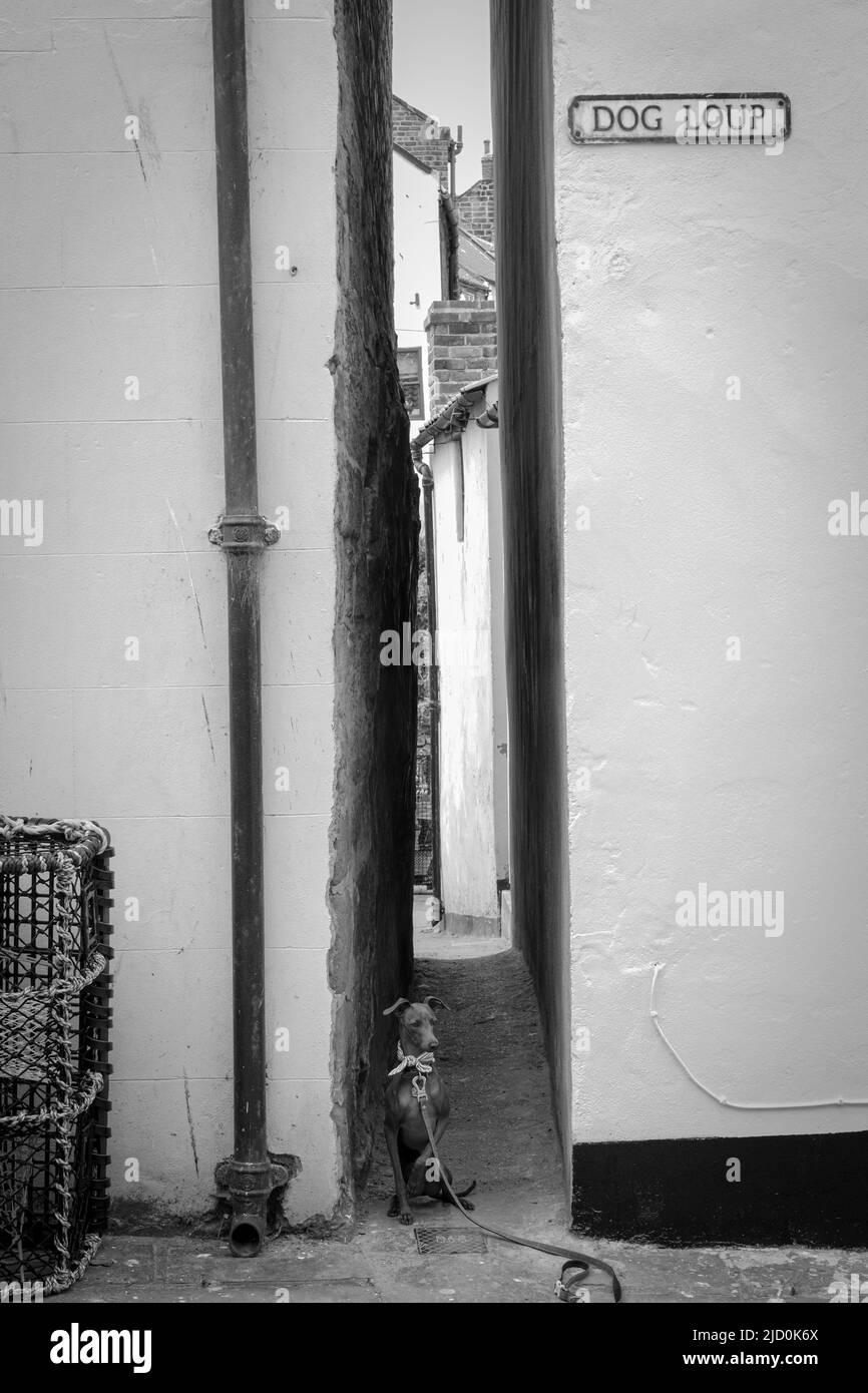 Dog Loup Ginnel Stock Photo - Alamy