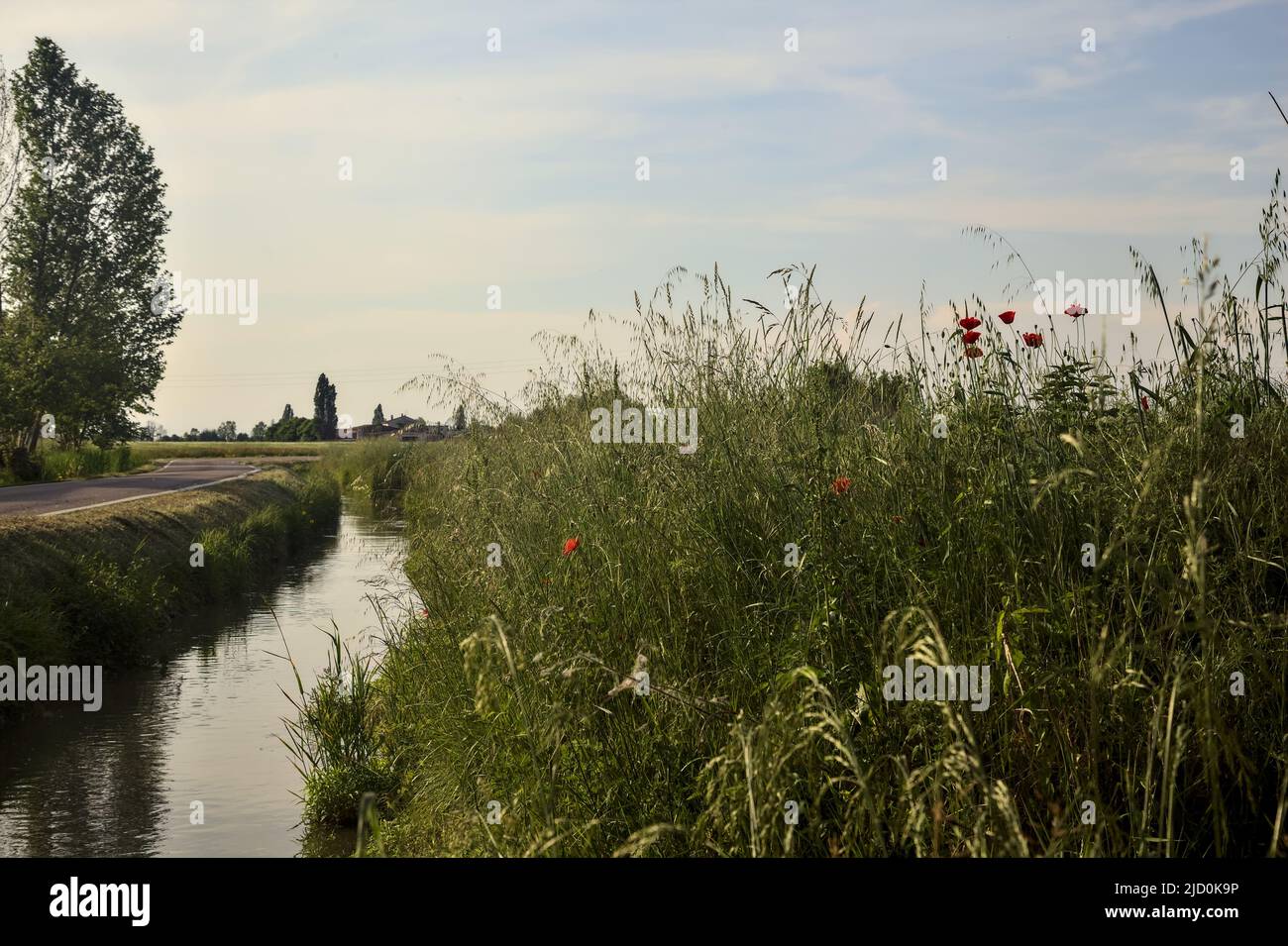 Stream of water between a road and a field with poppies Stock Photo - Alamy