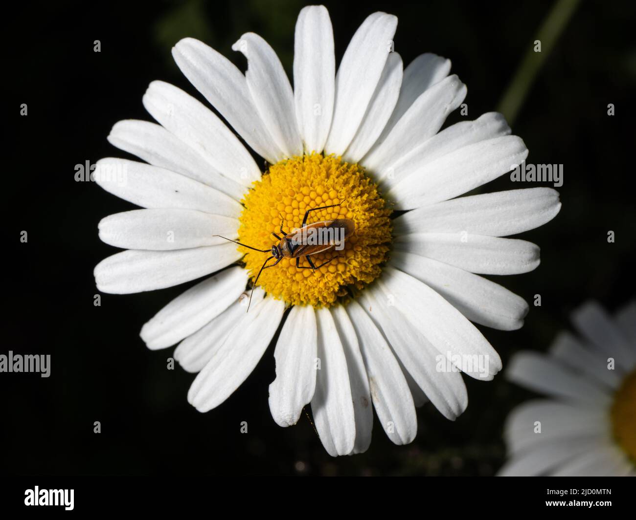 Close up nature view hi-res stock photography and images - Alamy