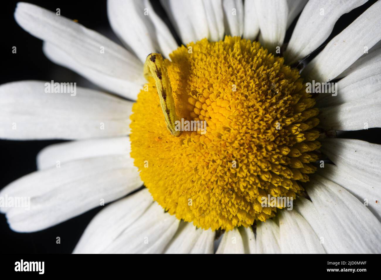 Close up nature view hi-res stock photography and images - Alamy
