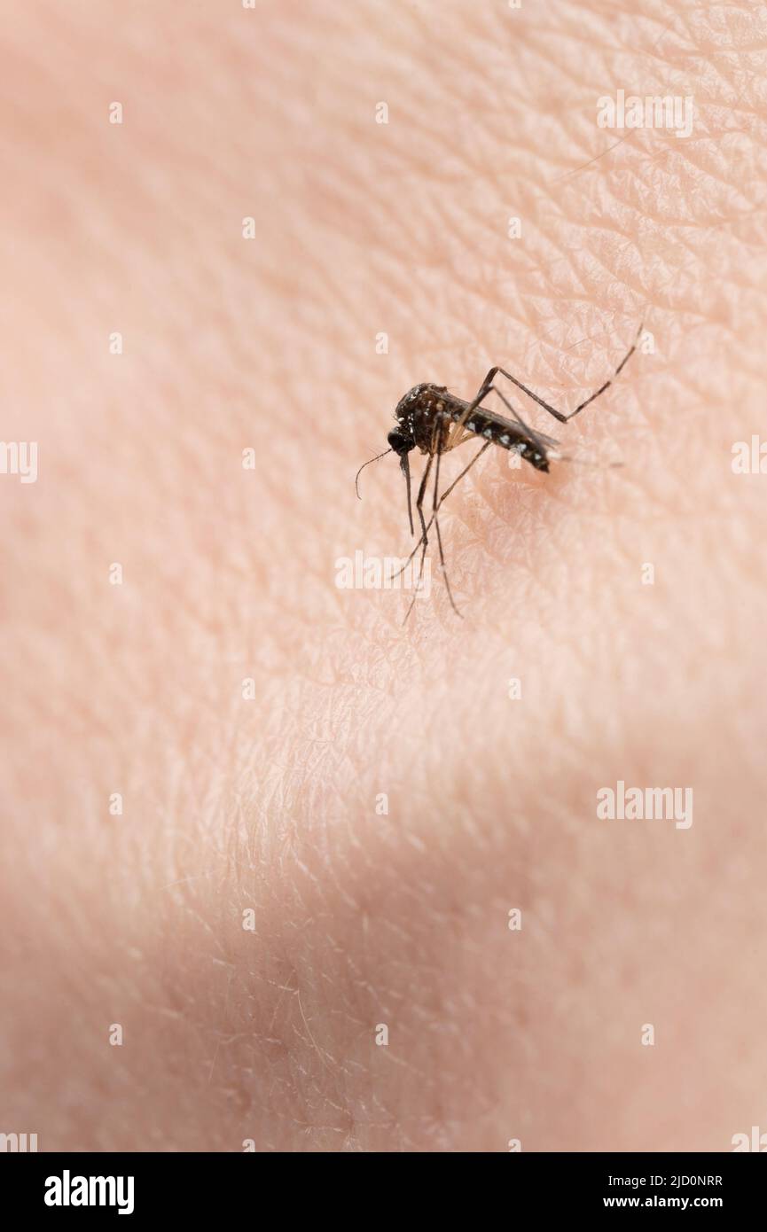 Dengue Mosquito From Under Microscope