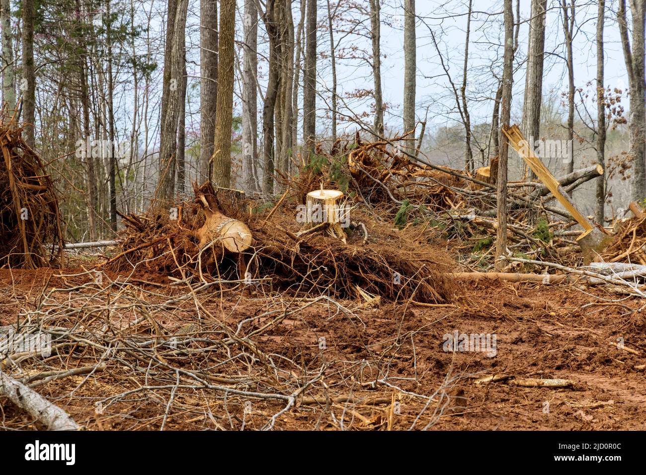 Deforestation in work during clearing forest for new development ...