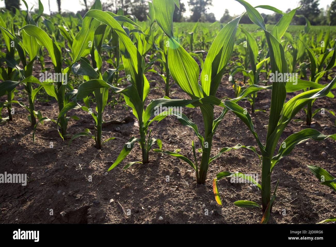 Corn plants at early stage of growth in a field at sunset seen up close ...