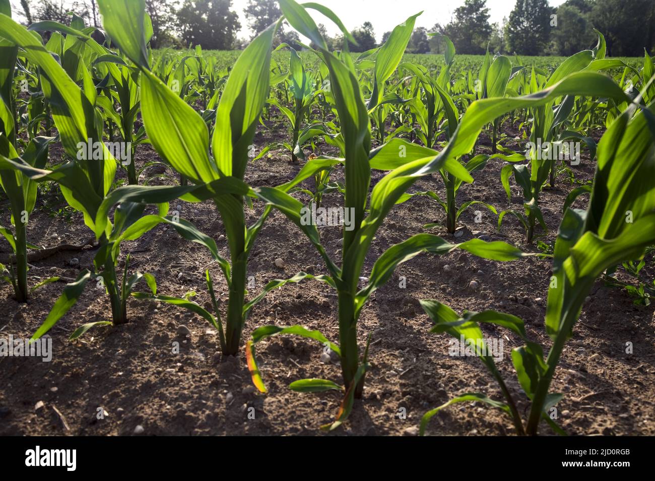 Corn plants at early stage of growth in a field at sunset seen up close ...