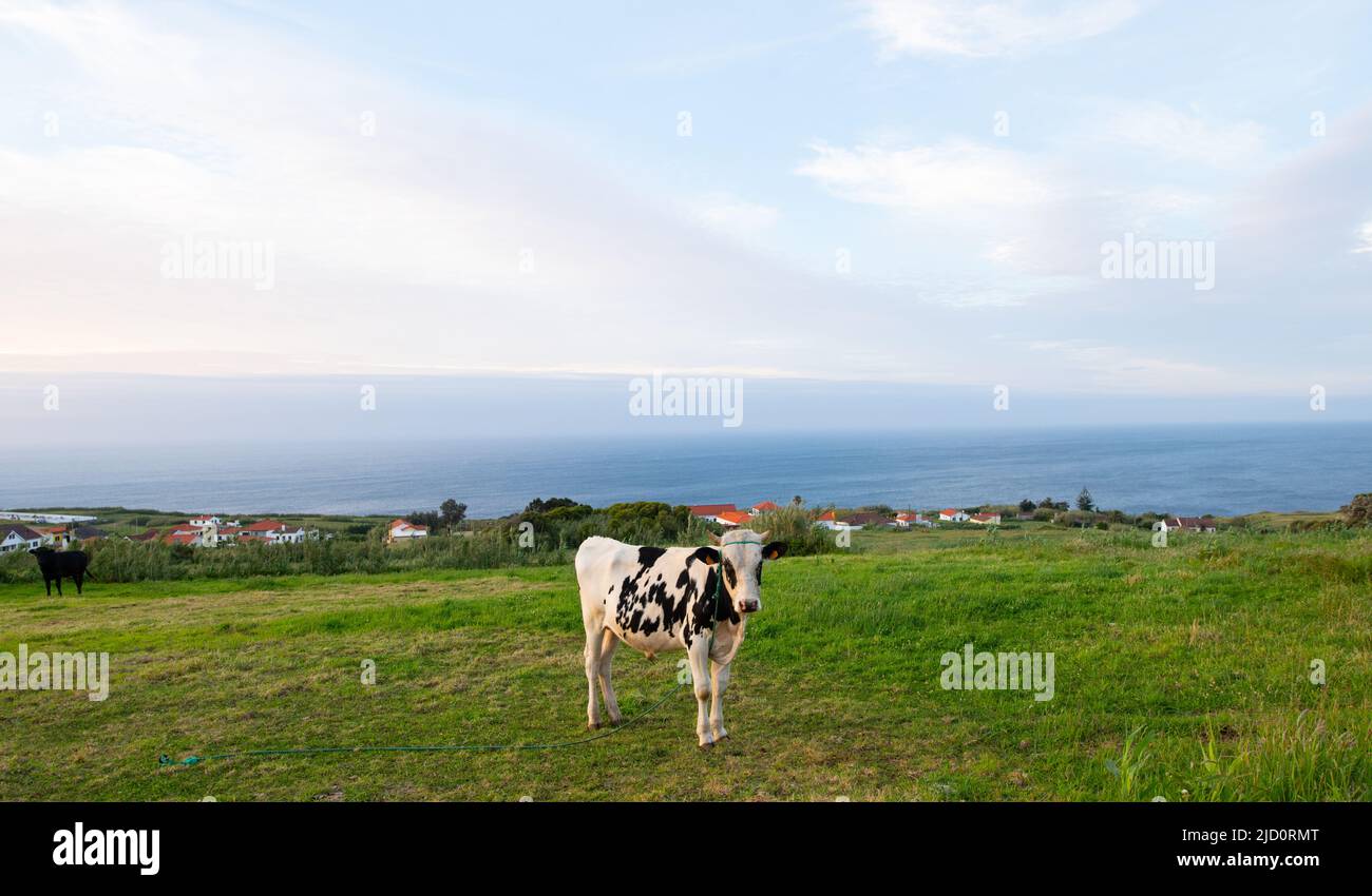 Portuguese cow hi-res stock photography and images - Alamy