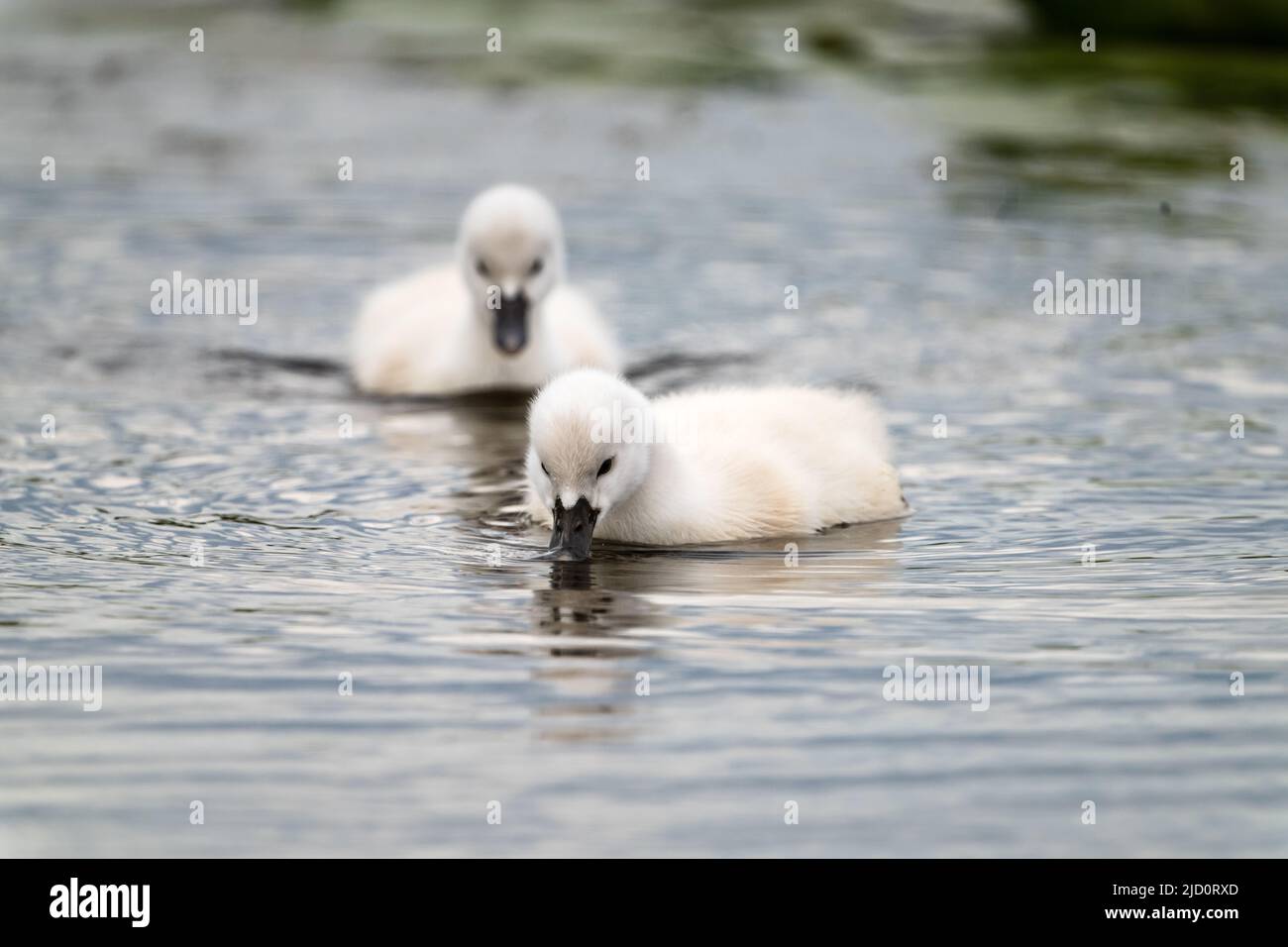 Two cygnet siblings swimming in the lake water Stock Photo - Alamy