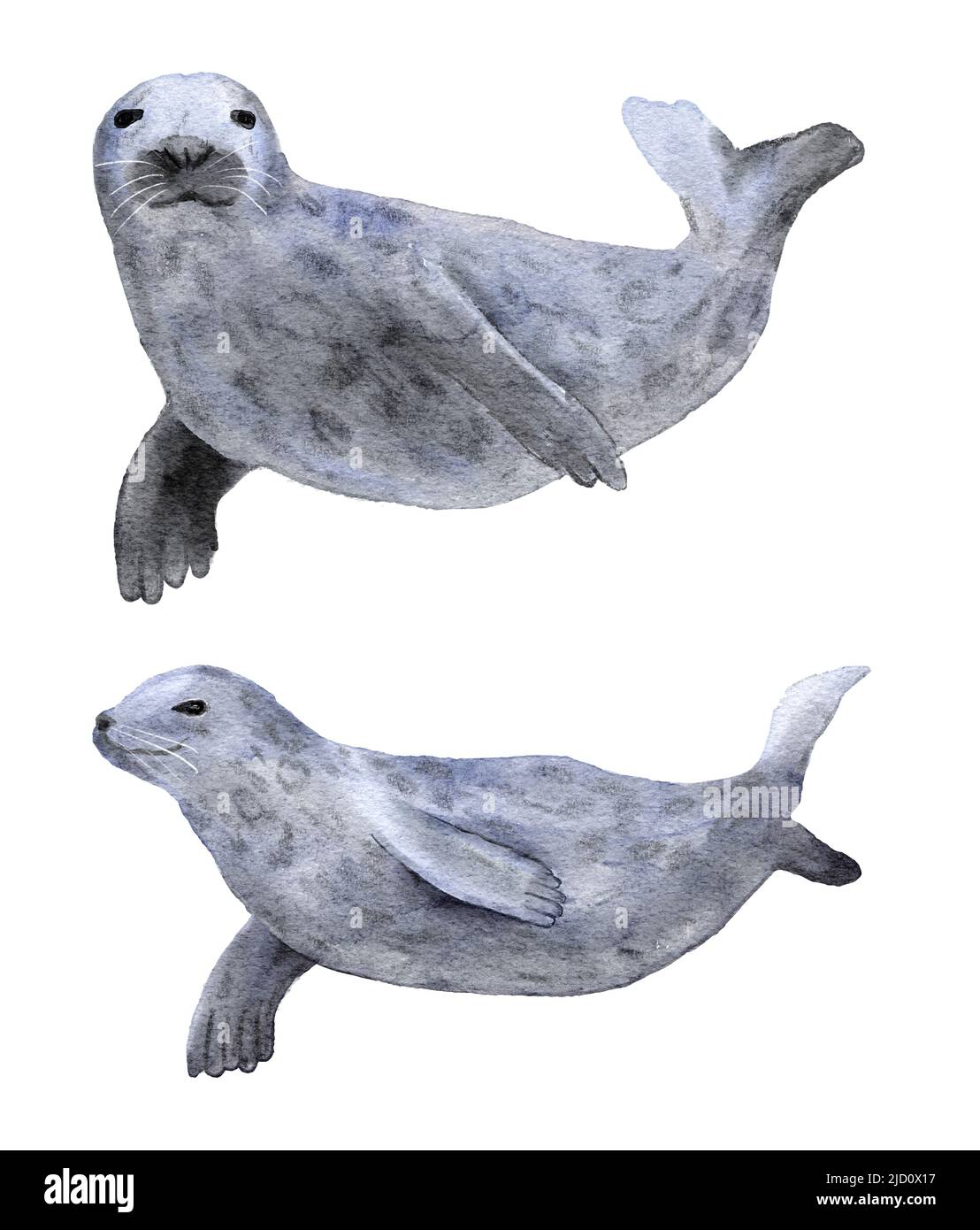 Beautiful young seal pup Cut Out Stock Images & Pictures - Alamy