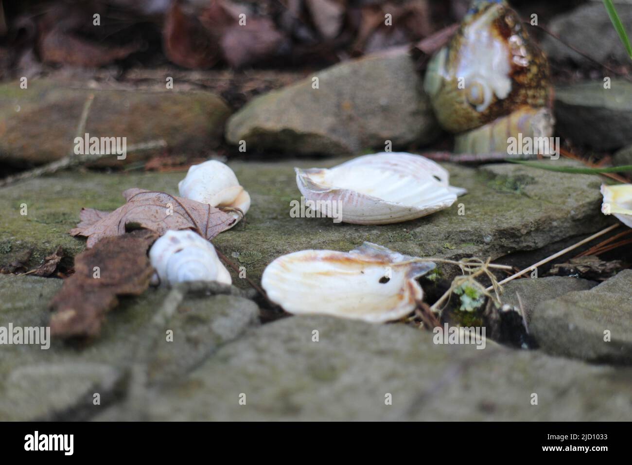 Shells shells hi-res stock photography and images - Alamy