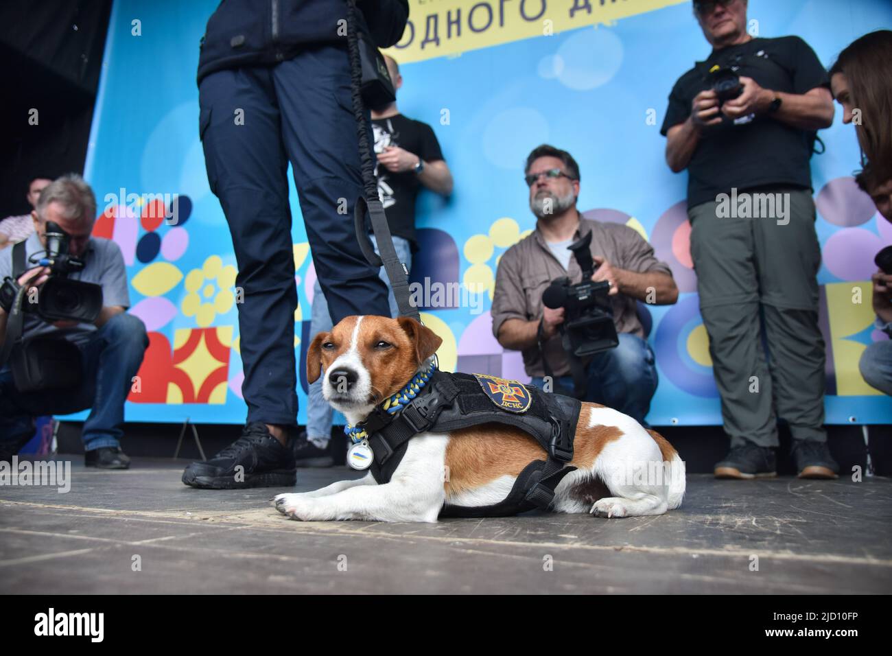 Lviv, Ukraine. 01st June, 2022. The famous sapper dog Patron seen ...