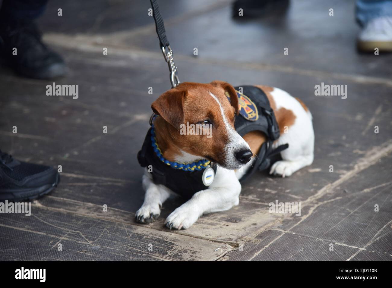 Lviv, Ukraine. 01st June, 2022. The famous sapper dog Patron seen ...