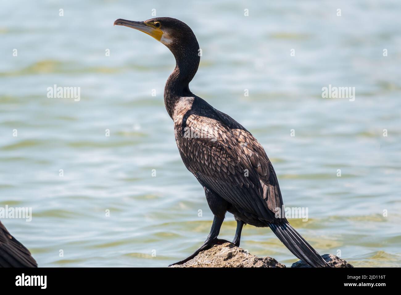 Great cormorant, Phalacrocorax carbo, standing on a stone on the sea ...